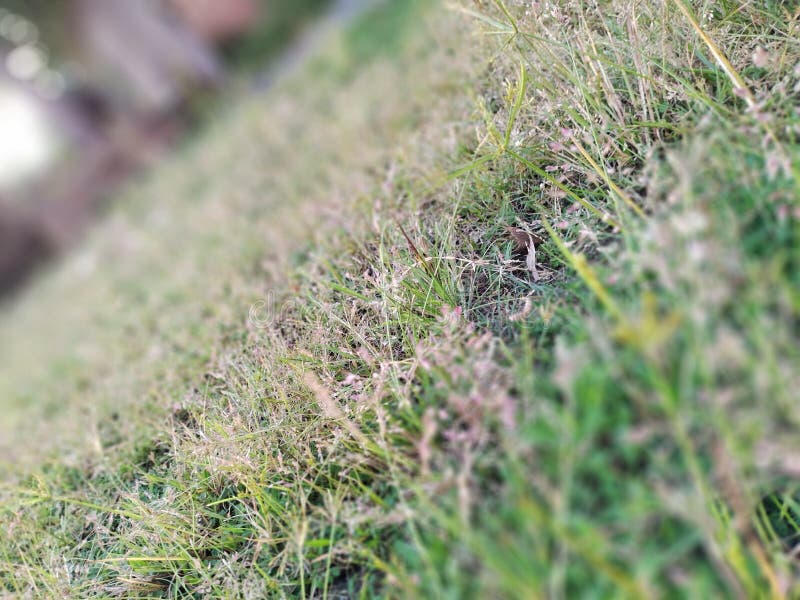 Outdoor grass white stock image. Image of nature, outdoor - 257710621