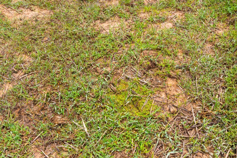 1,142 Grass Mud Top Stock Photos - Free & Royalty-Free Stock Photos ...