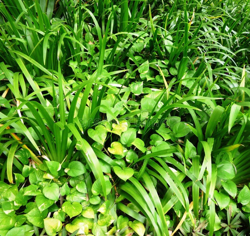 Outdoor green plant stock image. Image of crop, healthy - 60002609