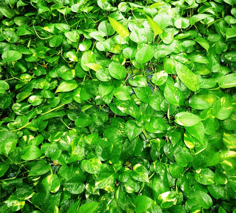 Outdoor green plant stock image. Image of botanical, crop - 60002625