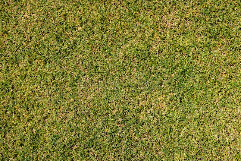 Outdoor Green and Yellow Grass Texture Stock Image - Image of growth ...