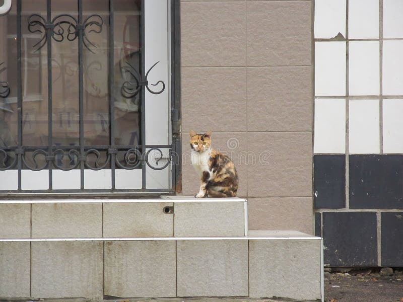 An Outdoor Image of a Calico Cat on Steps of an Aged Brick Building ...