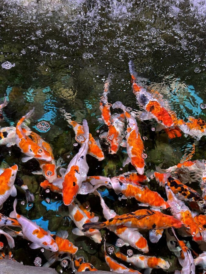 Outdoor Koi Pond with Fresh Water and Many Fish Stock Photo - Image of ...