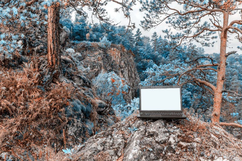 An Outdoor Laptop Stands on a Rock in a Dense Forest Stock Image ...