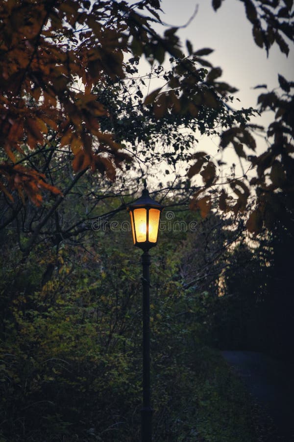 Outdoor Light in the Forest Stock Photo - Image of backyard, electric ...
