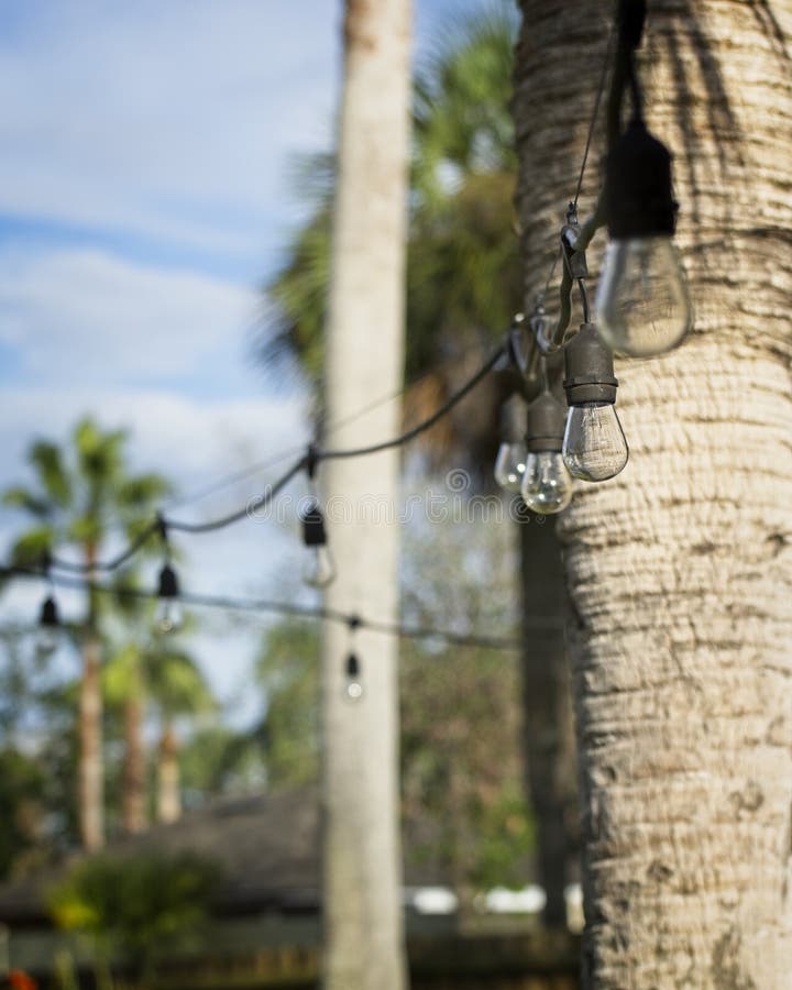 Outdoor Light Strung from Palm Trees in Backyard Stock Photo - Image of ...