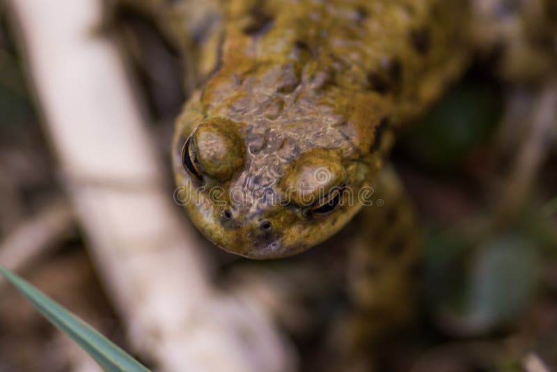 Toad Crawling on Meadow in Spring Stock Image - Image of creature ...