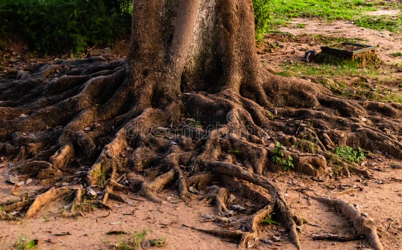Outdoor Natural Image of Gigantic Roots of Old Tree Deep Spread Under ...
