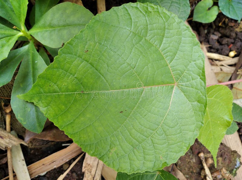 Outdoor nature leaf three stock photo. Image of deciduous - 277163402