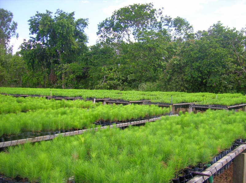 Outdoor nursery 2 stock photo. Image of countryside - 138213828