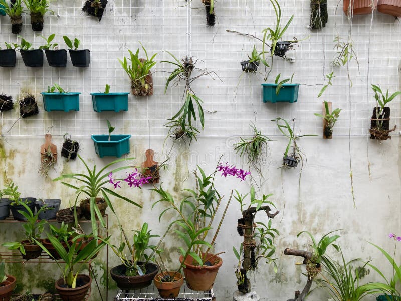 Outdoor orchids garden stock image. Image of growing - 280312095