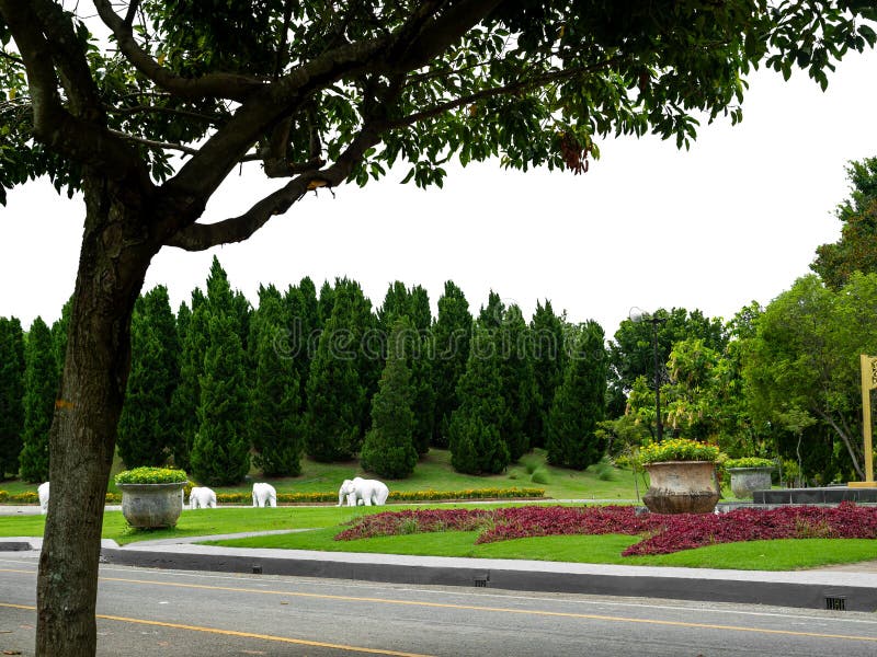 Outdoor Park and Shady Trees Providing Shade on a White Background ...