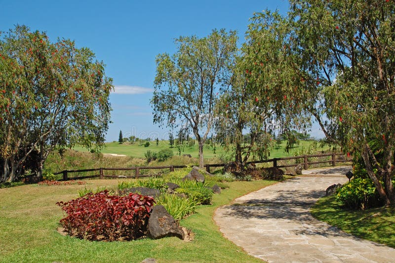 Trees in Tagaytay stock image. Image of trees, mountain - 182318965