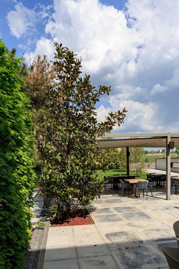 Outdoor Patio with Magnolia Tree Under Blue Sky and Clouds Stock Photo ...