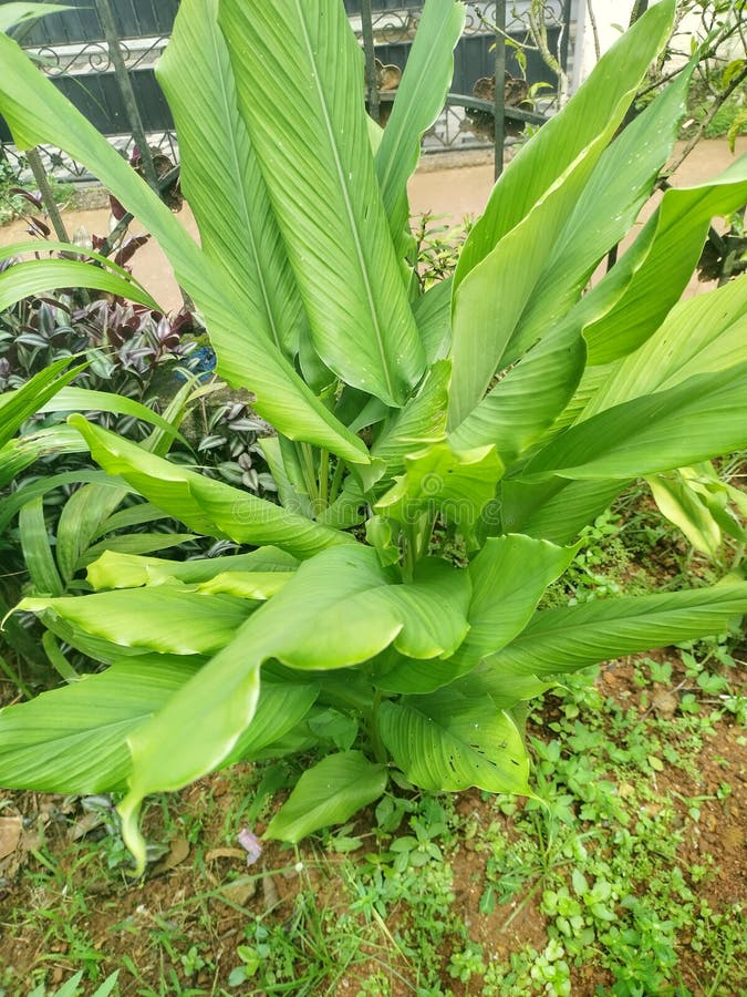 Outdoor plant garden stock image. Image of green, plant - 255656767