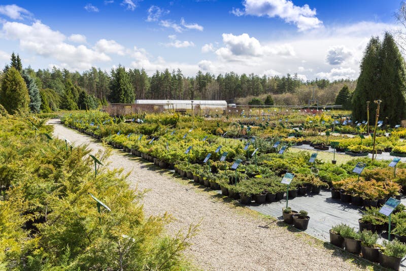 Outdoor Plant Isolated on Transparent Background. Top View of the Plant ...