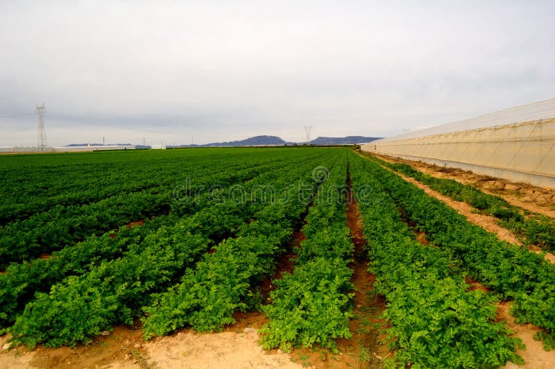 Ghana Fields - African Rural Landscape Stock Image - Image of line ...