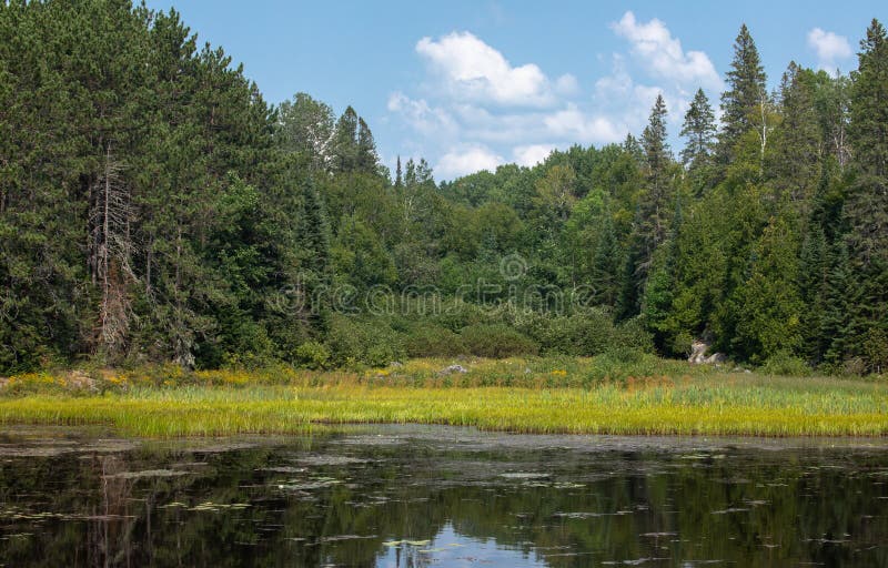Outdoor Pond and Forest in Algonquin Park in Summer Stock Image - Image ...