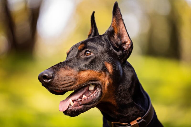 Outdoor Portrait of a Doberman Stock Image - Image of mammal, grass ...
