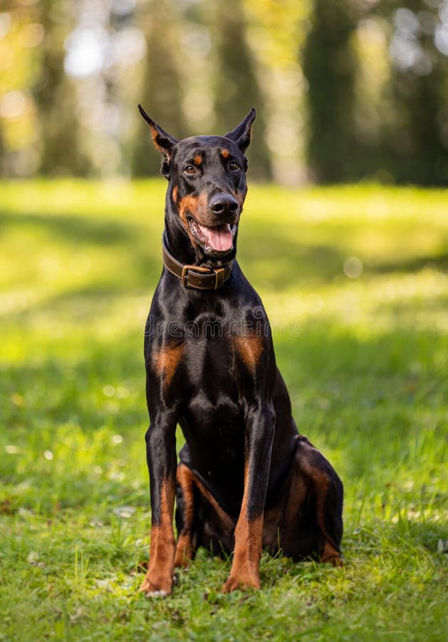 Outdoor Portrait of a Doberman Stock Photo - Image of playful, nature ...