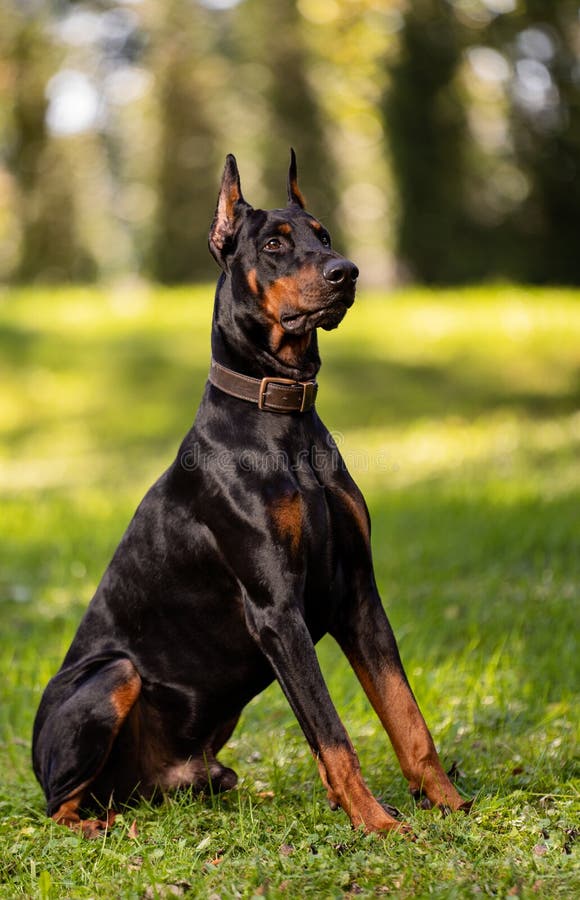Outdoor Portrait of a Doberman Stock Photo - Image of outside, sitting ...