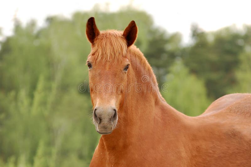 Draft Horse Rearing Isolated on Black Stock Photo - Image of jump ...