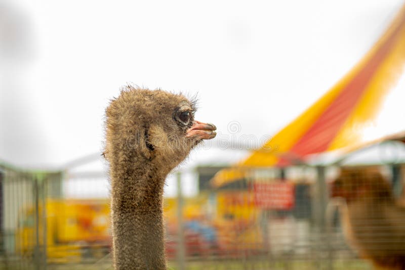Outdoor Portrait of an Ostrich Stock Image - Image of outdoor, staring ...