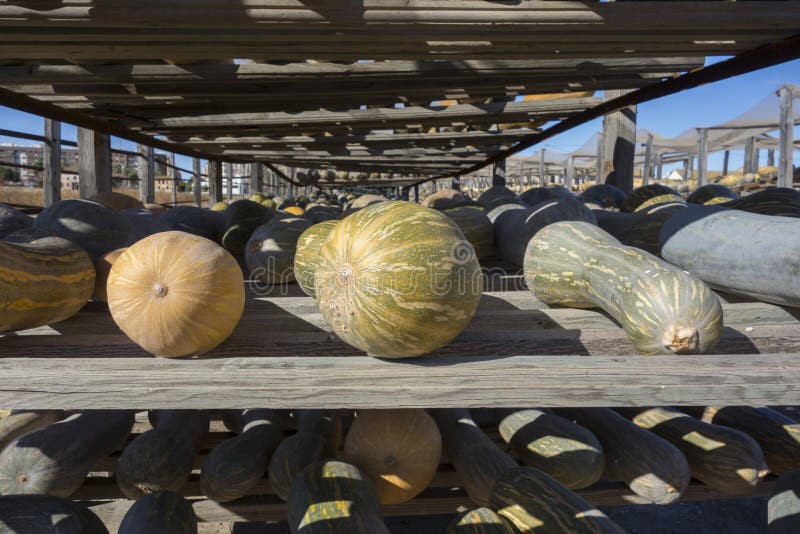 Outdoor Pumpkin Drying Room in Valencia Stock Photo - Image of ...