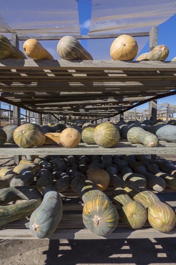 Outdoor Pumpkin Drying Room in Valencia Stock Photo - Image of organic ...