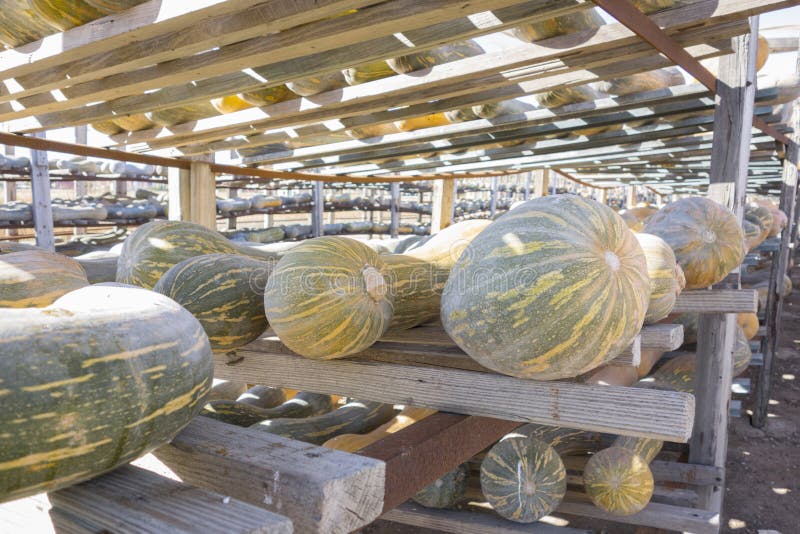 Outdoor Pumpkin Drying Room in Valencia Stock Image - Image of ...