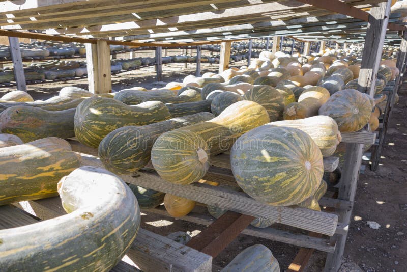 Outdoor Pumpkin Drying Room in Valencia Stock Photo - Image of drying ...