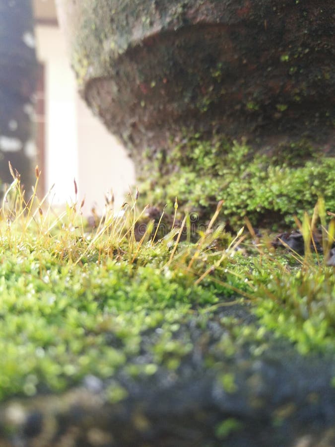 186 Nature Clicks Photos - Free & Royalty-Free Stock Photos from Dreamstime