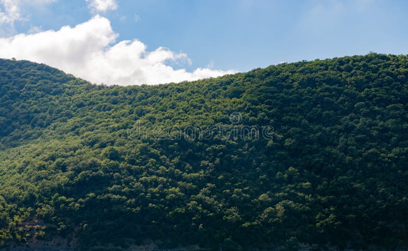 Outdoor Rural Landscape with Dense Forest Stock Image - Image of ...