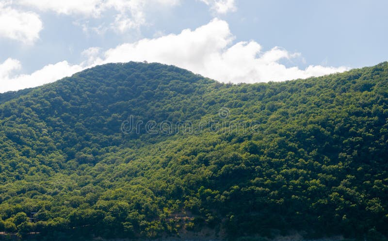 Outdoor Rural Landscape with Dense Forest Stock Image - Image of scenic ...