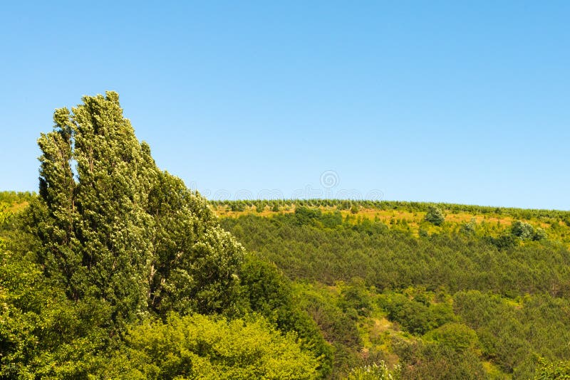 Outdoor Rural Landscape with Dense Plants Stock Photo - Image of trees ...