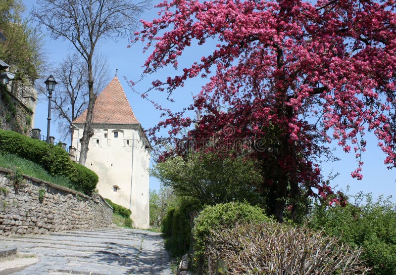 Outdoor scene stock image. Image of flowers, scene, season - 9097779