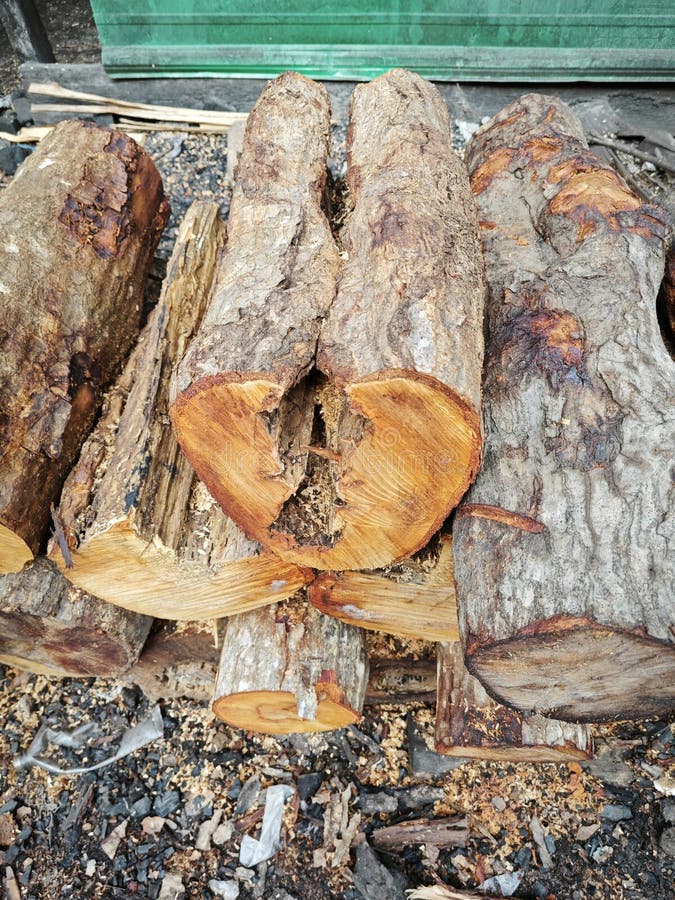 Outdoor Scene of the Cut Mangrove Wood Log. Stock Photo - Image of ...