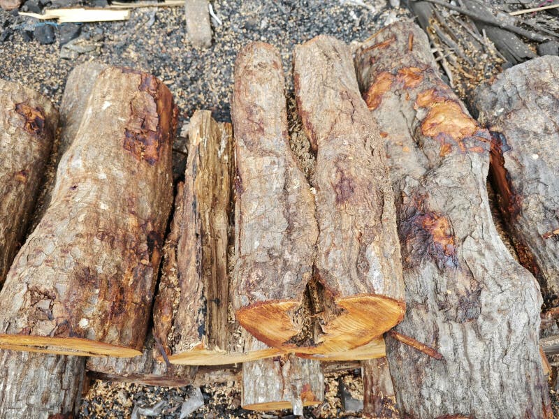 Outdoor Scene of the Cut Mangrove Wood Log. Stock Photo - Image of ...