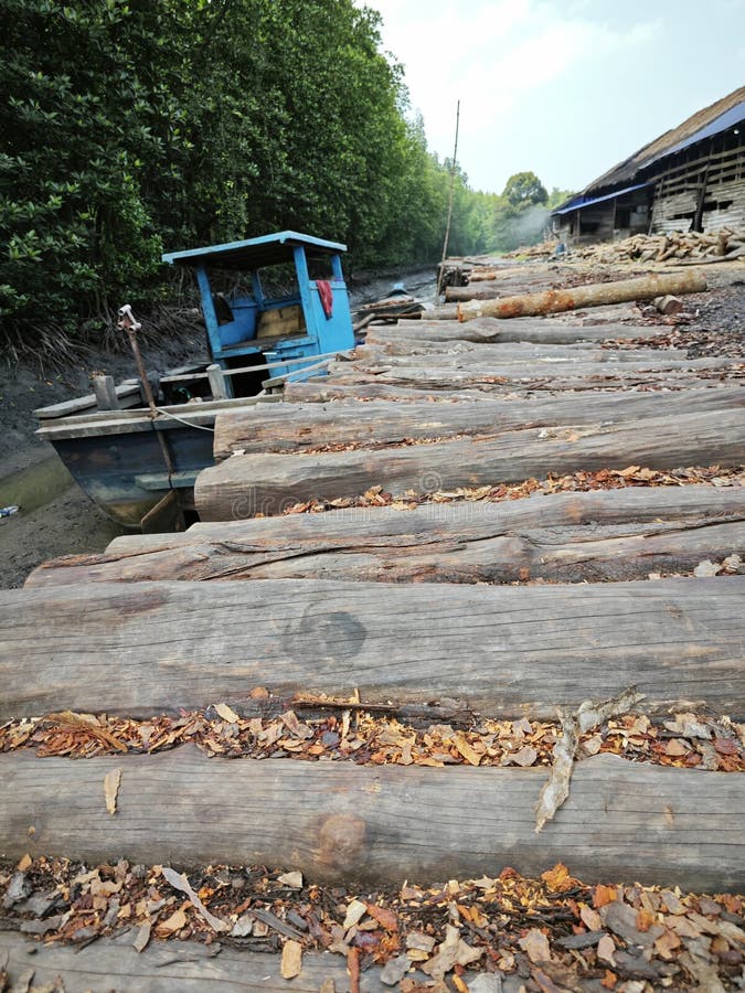 Outdoor Scene of the Cut Mangrove Wood Log. Stock Photo - Image of ...