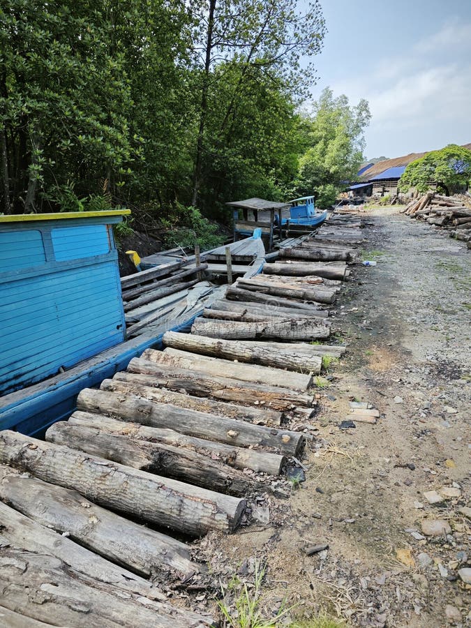 Outdoor Scene of the Cut Mangrove Wood Log. Stock Image - Image of ...