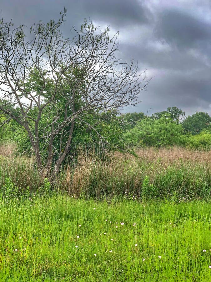 Outdoor Scene with Foreboding Clouds, Bare Tree, Native Plants Stock ...