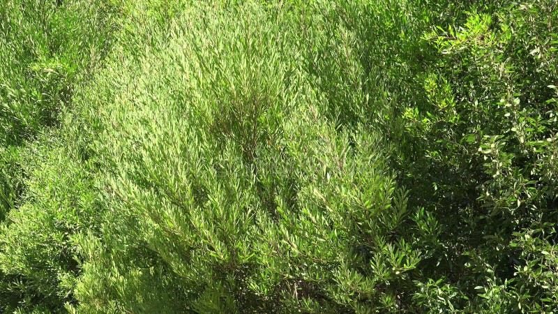 Plants blowing in wind stock footage. Video of nature - 152563330