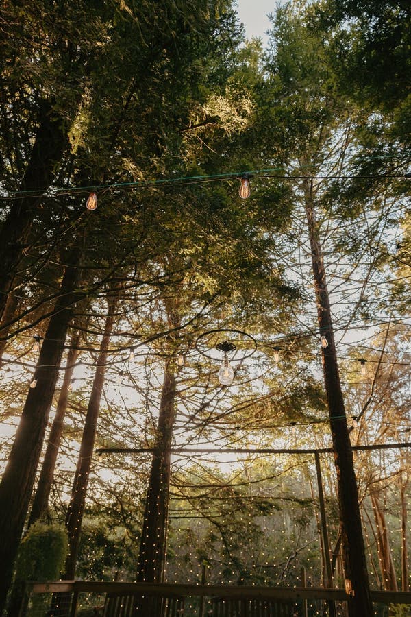 Outdoor Scene of String Lights Hanging among Tall Trees during Sunset ...