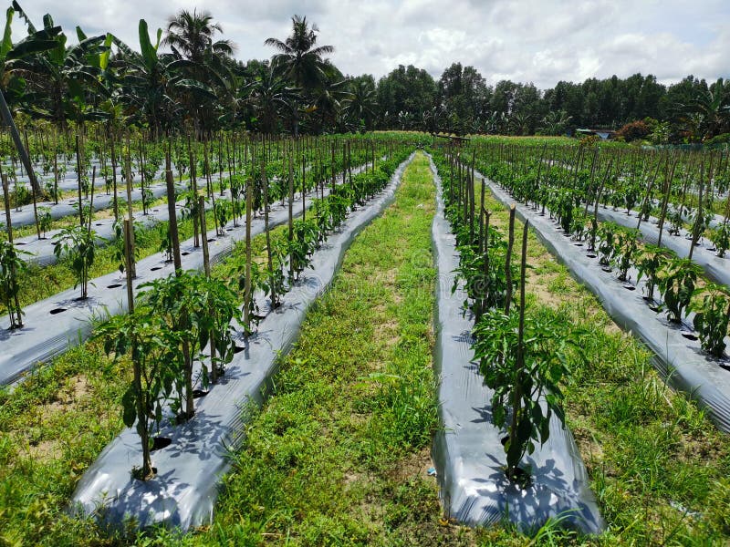 The chilli farm stock photo. Image of food, countryside - 36742620