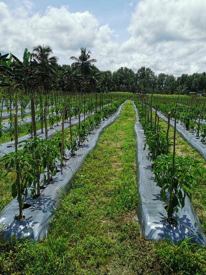 Outdoor Scenery during Day Time with Modern Chilli Farm with ...