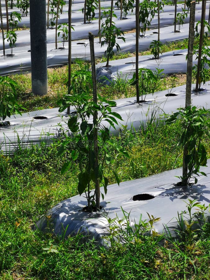Outdoor Scenery during Day Time with Modern Chilli Farm with ...