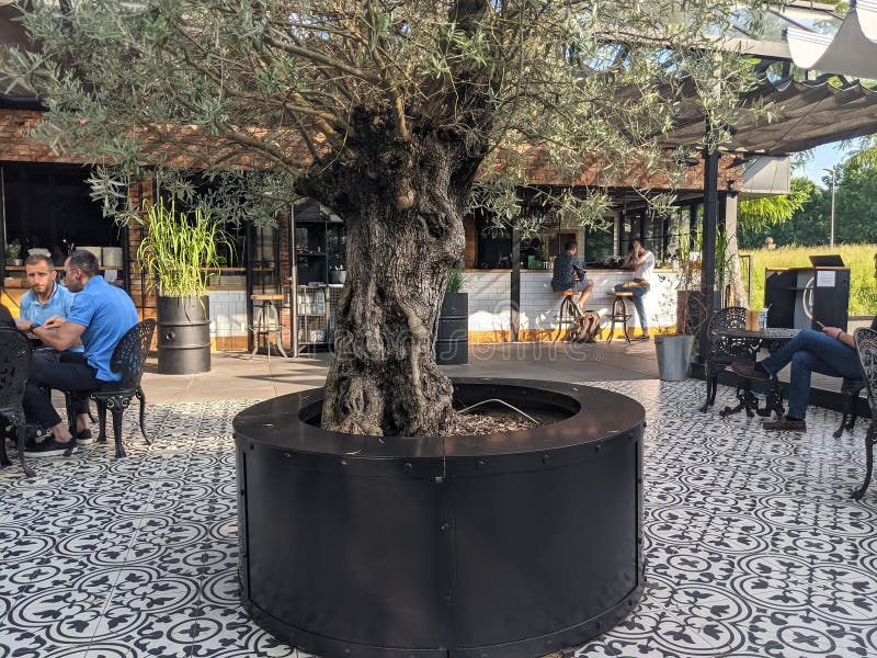 Outdoor Sitting Of A Restaurant With Olive Tree In The Middle And ...