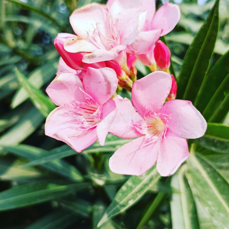 Outdoor Small Trees Flowers Images Stock Photo - Image of imag, outdoor ...