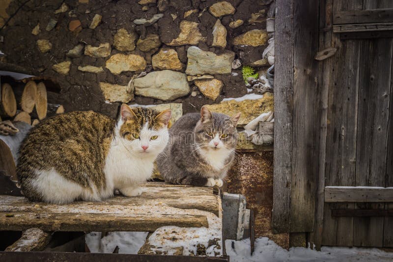 Outdoor Spring Cats on a Walk Stock Photo - Image of business ...