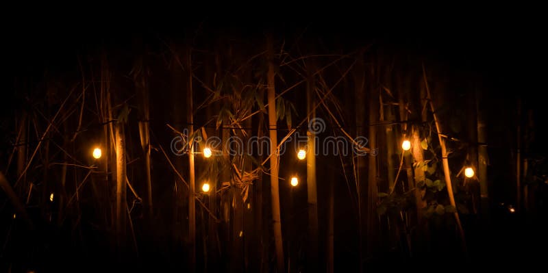 Outdoor String Lights Illuminate a Bamboo Grove Stock Photo - Image of ...